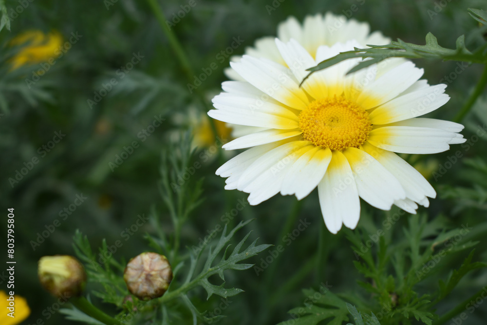 Closeup of beautiful white yellow crown daisy flower closeup, Crown ...