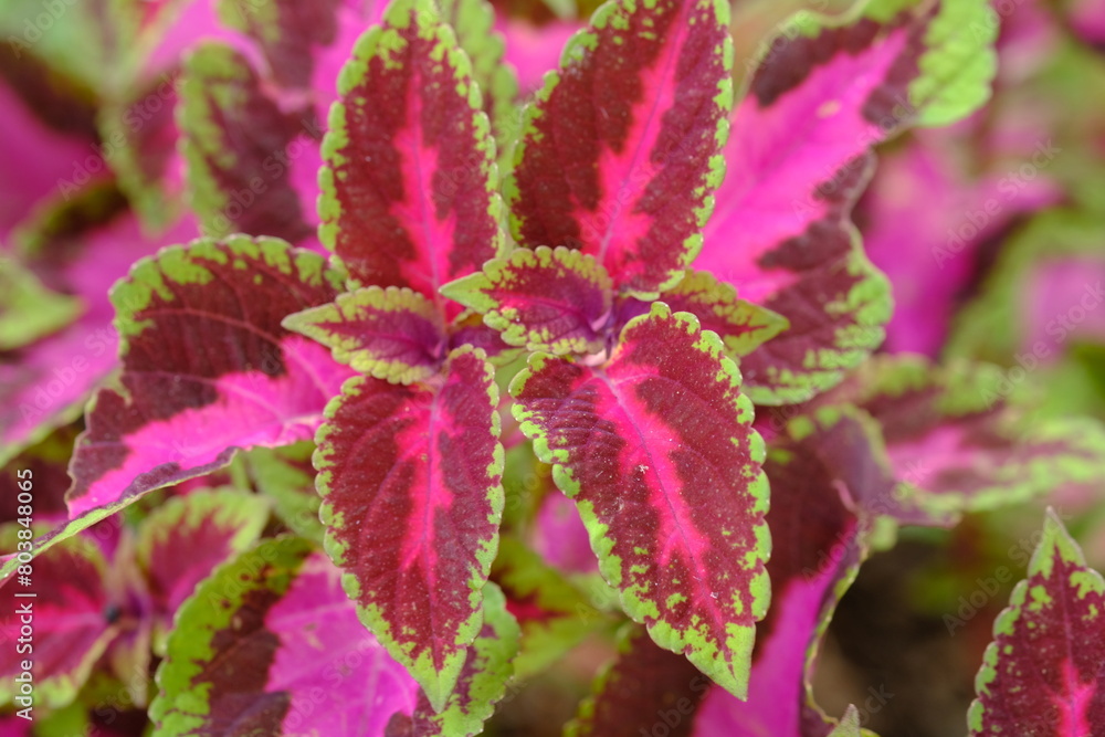 Coleus scutellarioides, commonly known as coleus, is a species of ...