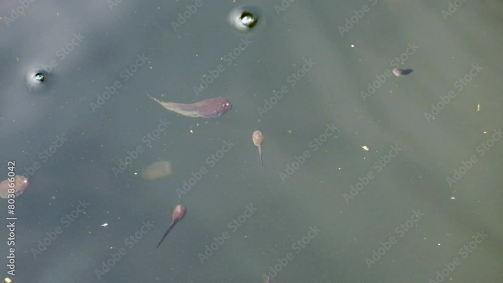 Frog children or tadpoles swim in the water. A group of tadpoles in a ...