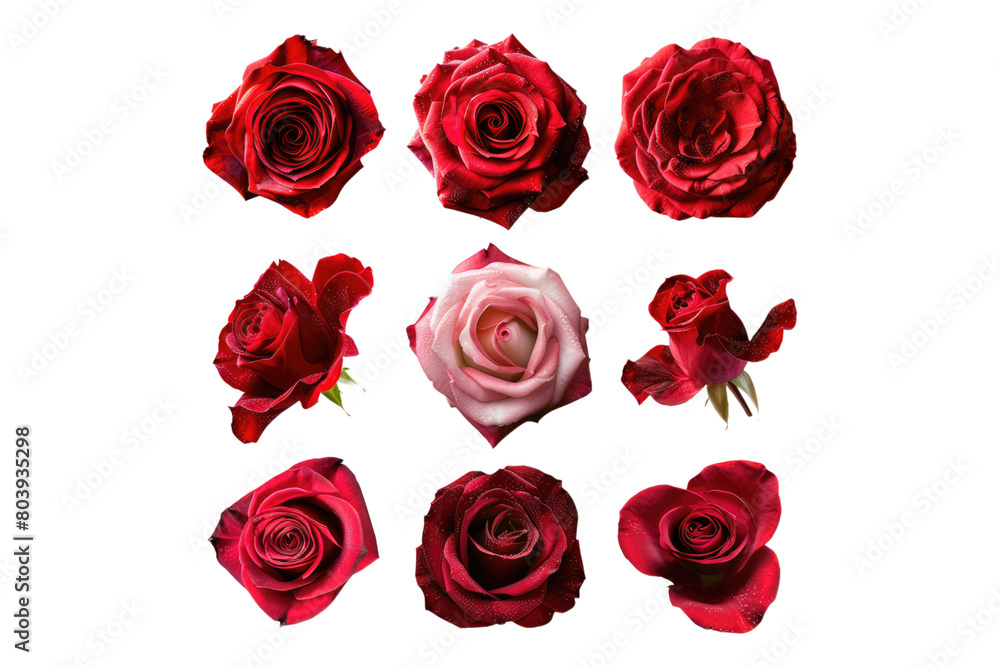 Different parts of red rose flower isolated on transparent background ...