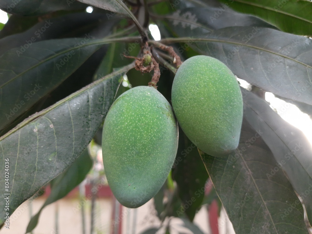 Mango hanging on the tree. Raw mango in tree. Mango is a popular fruit ...