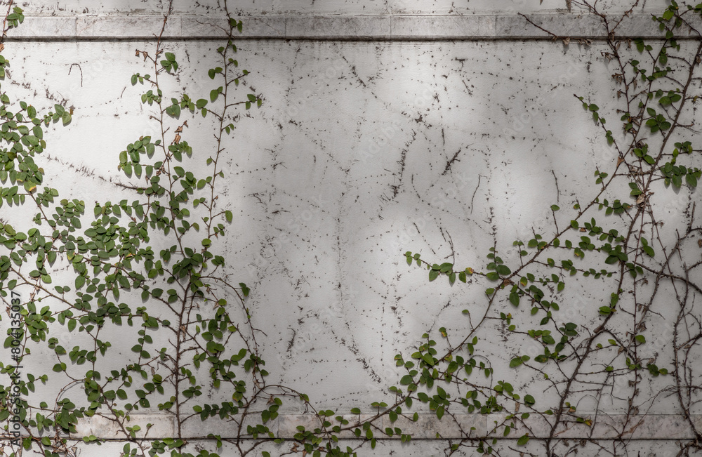 Climbing fig or Creeping fig (Ficus Pumila) the ivy plants are creeping ...