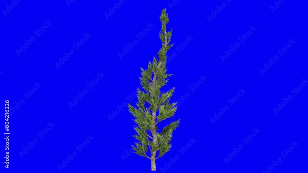 3D hollywood juniper tree with wind effect on blue screen 3D animation ...