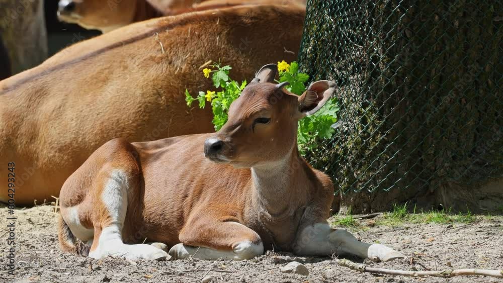 Family of Banteng, Bos javanicus or Red Bull. It is a type of wild ...