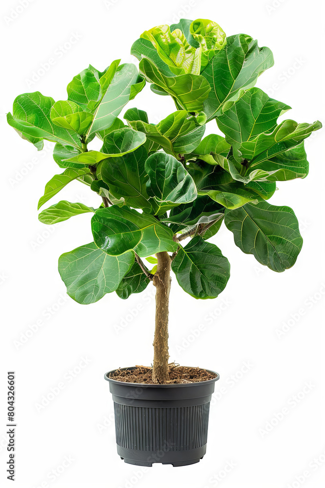 Ficus lyrata, commonly known as the fiddle-leaf fig, banjo fig, fiddle ...