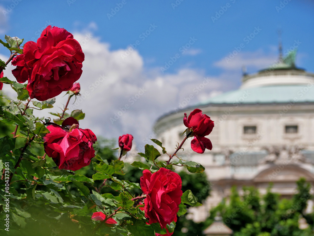 Varietal elite roses bloom in Rosengarten Volksgarten in Vienna. Red ...