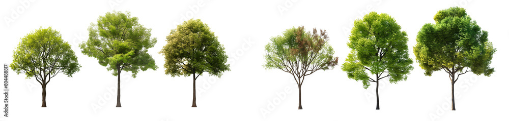 Realistic trees in different stages of growth isolated on white or ...