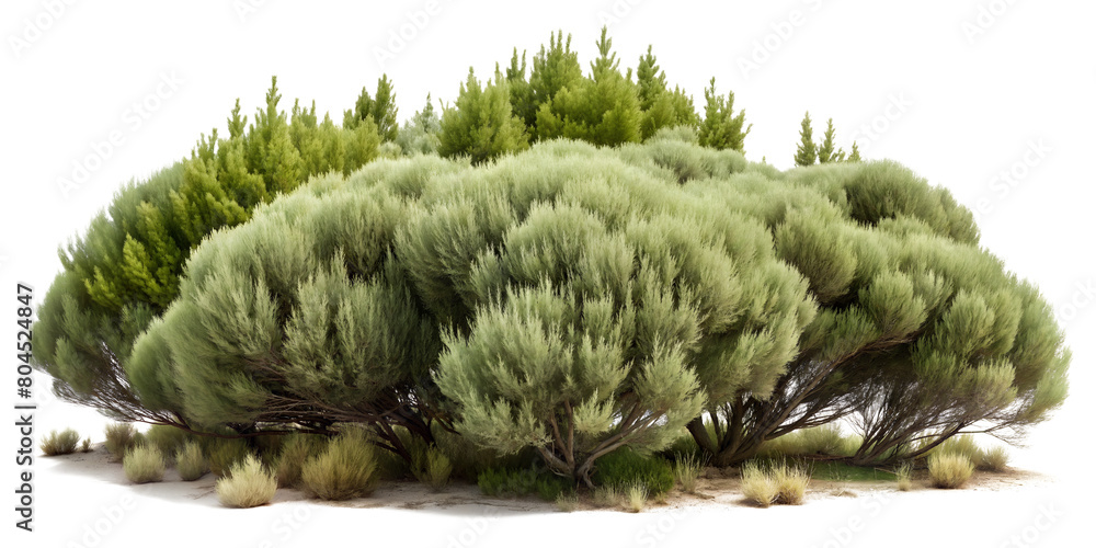 desert bush plant isolated, shrubs and grass, Desert Sage plant(Juniper ...
