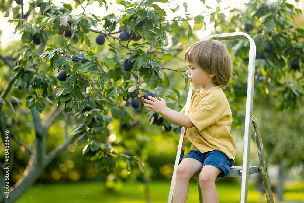 Cute little boy helping to harvest plums in plum tree orchard in summer ...