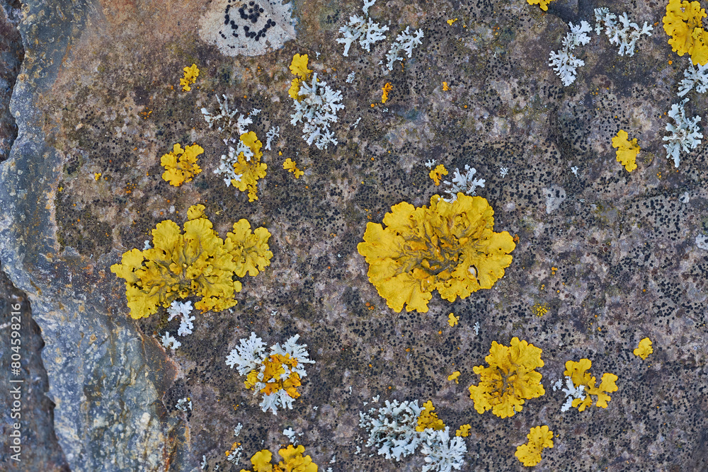 Yellow Xanthoria on the surface of andesite stone. Xanthoria is a genus ...
