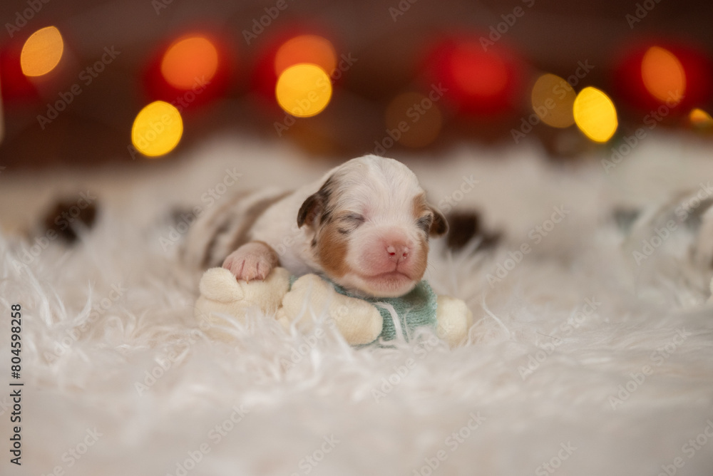 Chiot de race berger américain dans un studio pour un élevage Stock ...