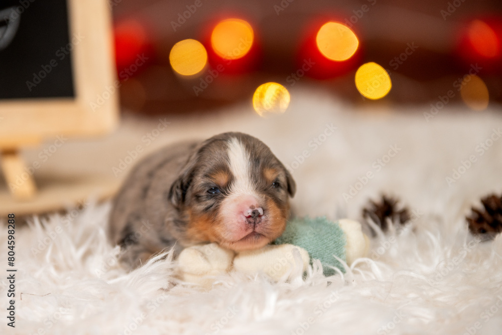 Chiot de race berger américain dans un studio pour un élevage Stock ...