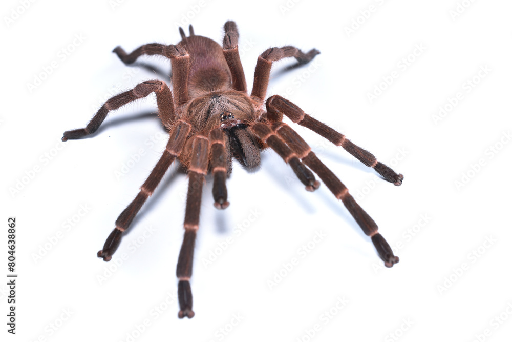 Closeup picture of the brown tarantula Phlogiellus obscurus from Borneo ...