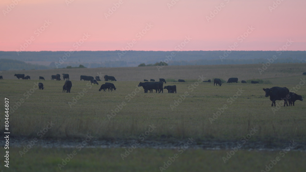 Cattle brazing in fields. Black angus cows as herd. Powerful black cow ...
