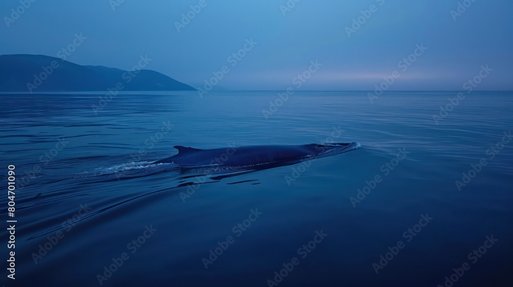 Calm and tranquil, this image of a fin whale gliding at the water's ...