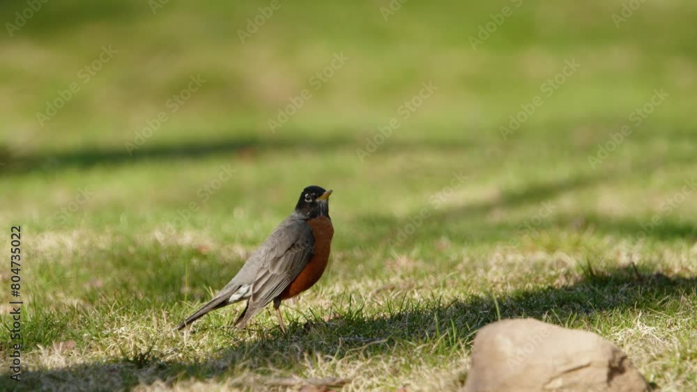 Vidéo Stock North American Robin, Its beady black eyes scan the ground ...