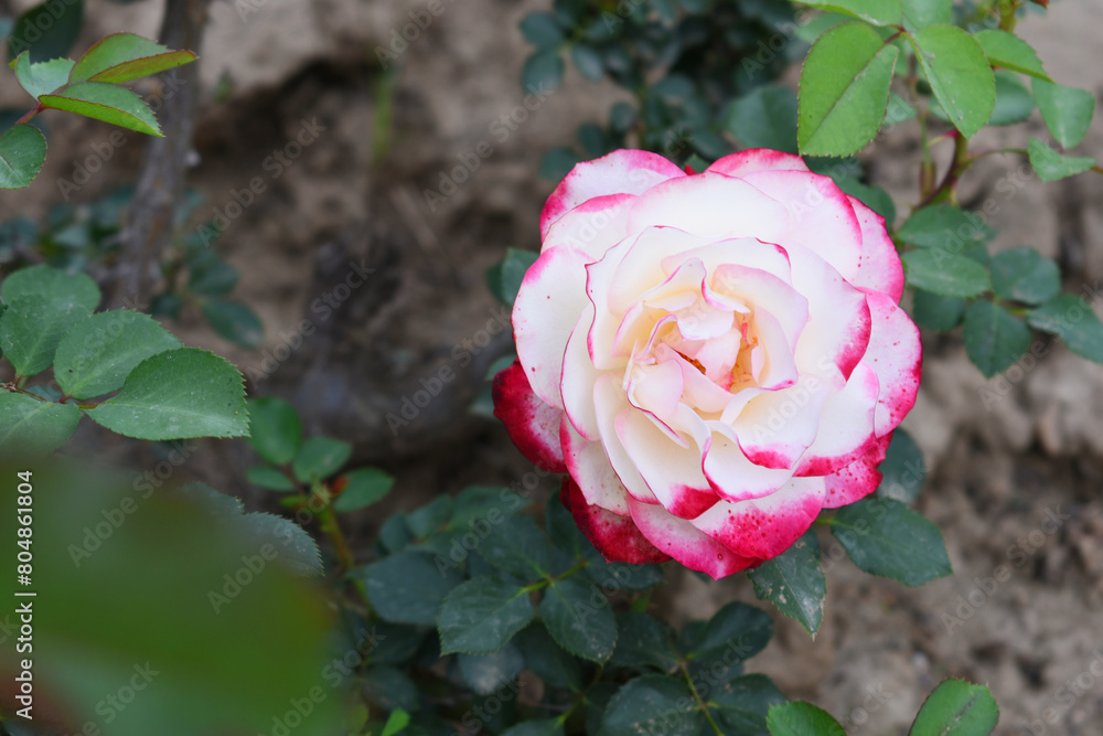 Beautiful pink rose flower closeup in garden, A very beautiful rose ...