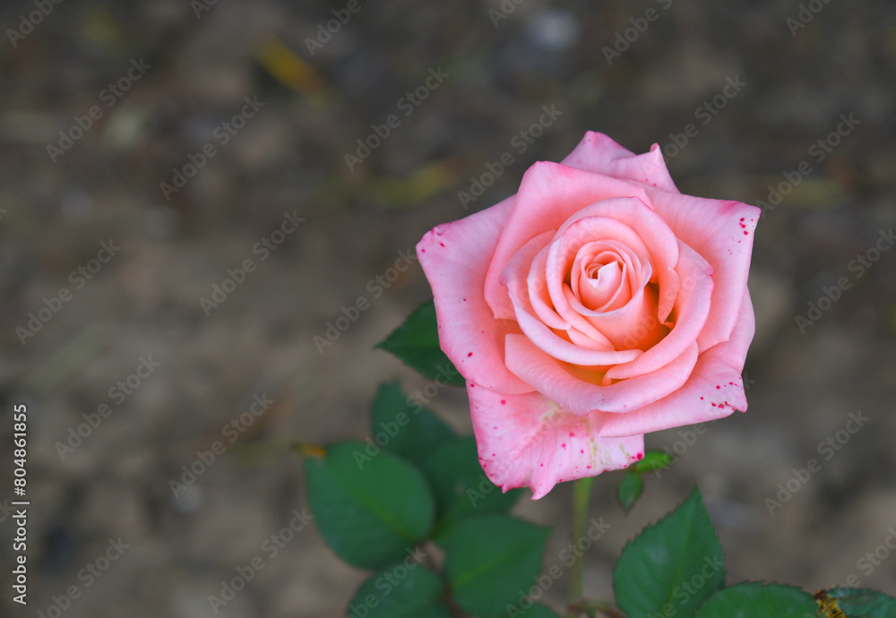 Beautiful pink rose flower closeup in garden, A very beautiful rose ...