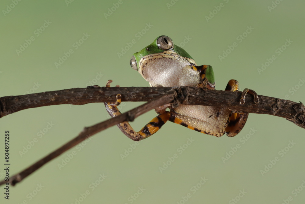 Phyllomedusa hypochondrialis climbing on monstera varigata leaves ...