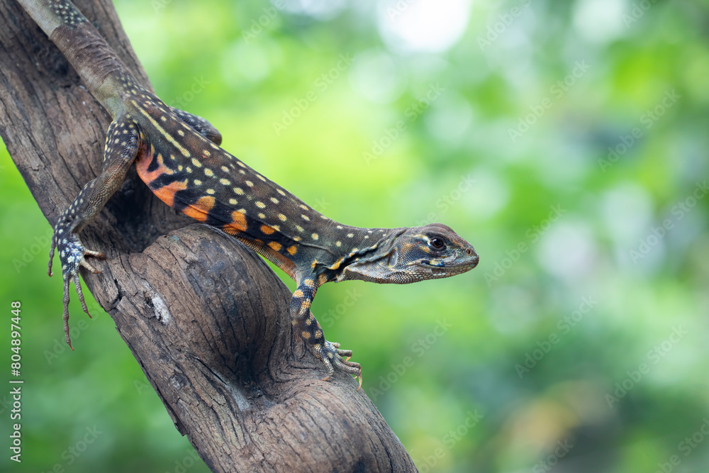Butterfly agama lizard (leiolepis belliana) out of the underground hole ...