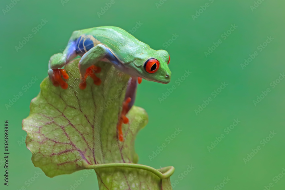 Red-eyed tree frog on nepenthes, Red-eyed tree frog sitting on green ...