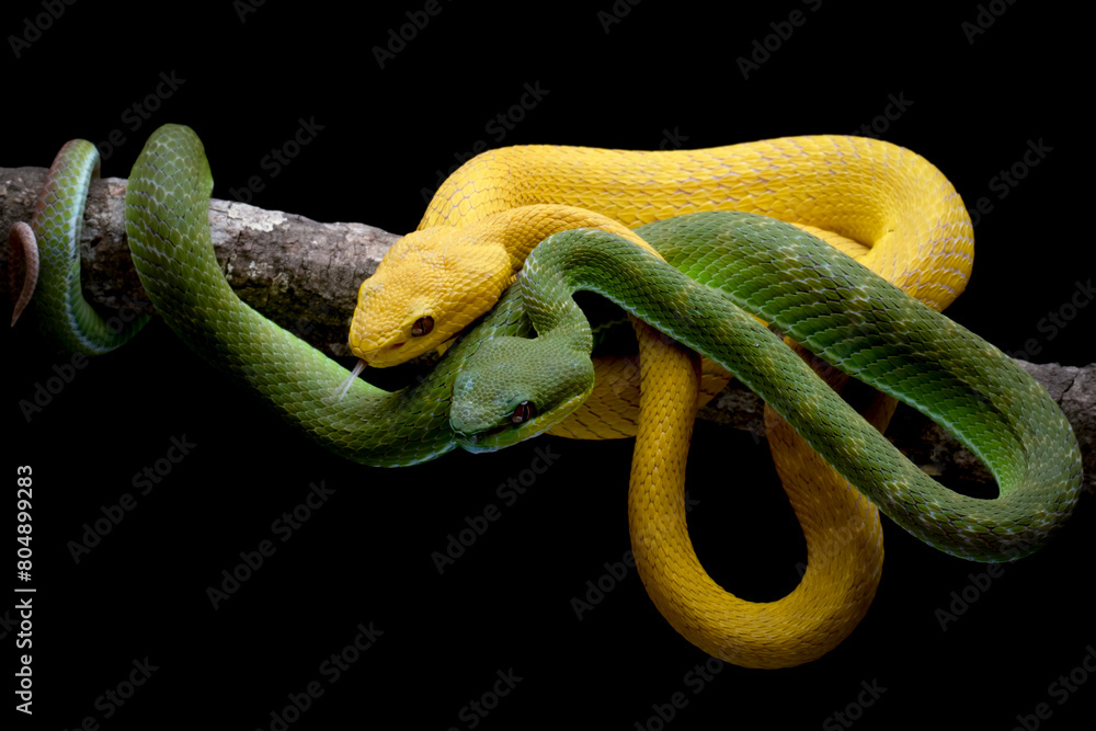 The Yellow White-lipped Pit Viper (Trimeresurus insularis) and ...
