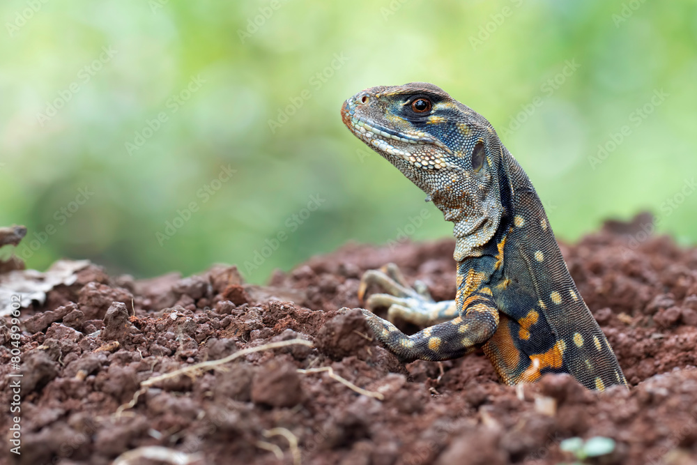Butterfly agama lizard (leiolepis belliana) out of the underground hole ...
