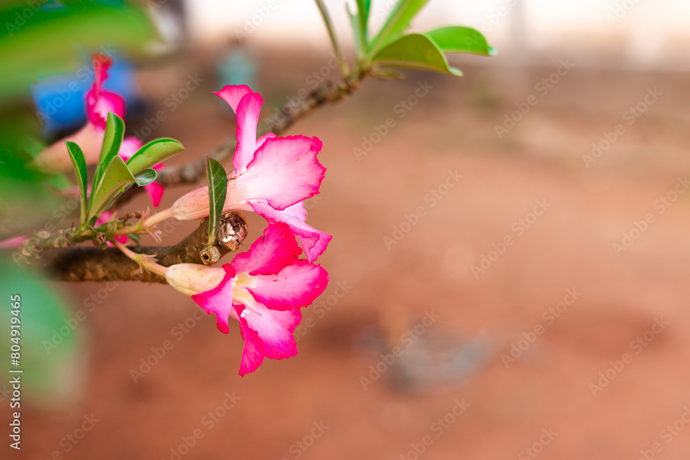 pink flowers of Adenium obesum, it is commonly known as a desert rose ...