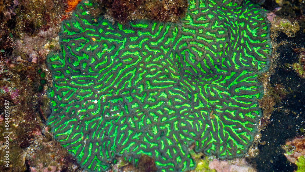 Brain coral is a common name given to various corals in the families ...