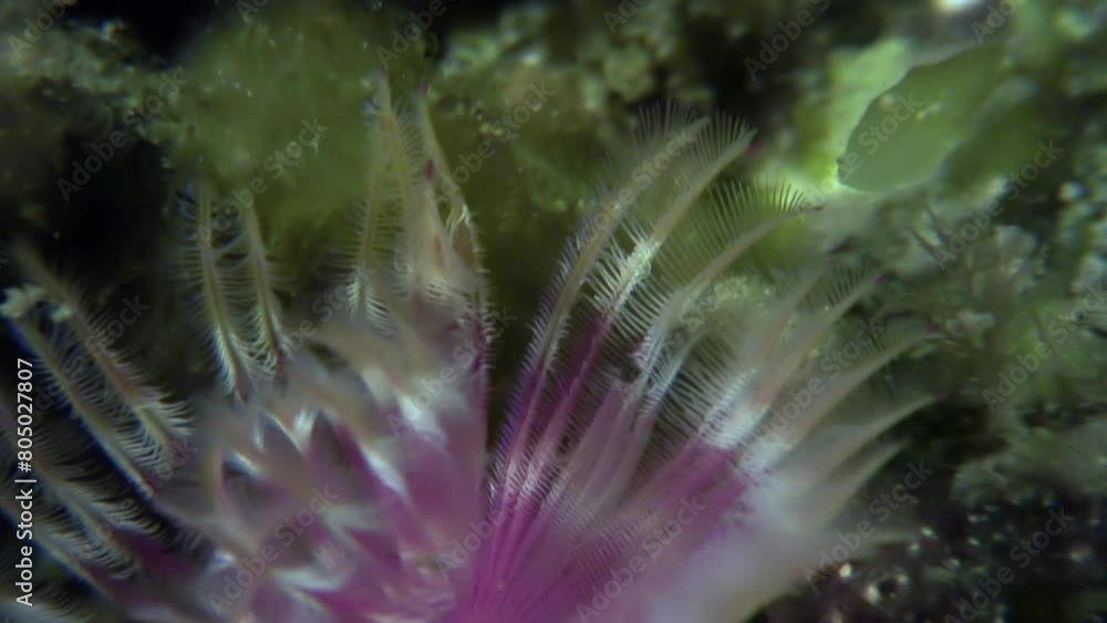 Sea worm, an invertebrate in marine ecology of Japanese Sea. Explore ...