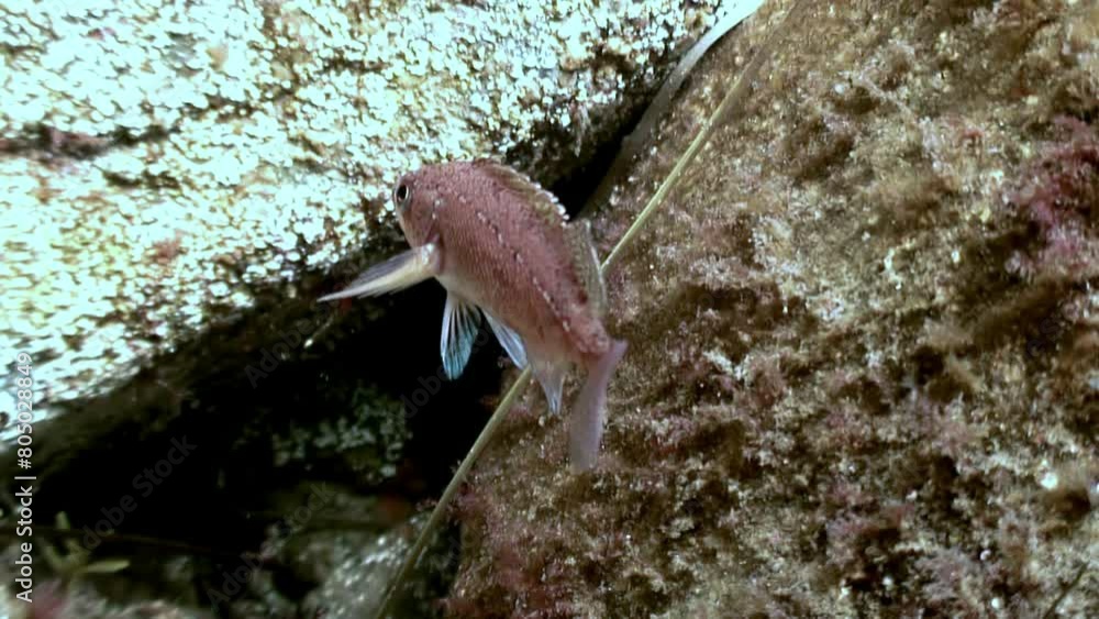 Red perch fish species in clean underwater environment of Japanese Sea ...