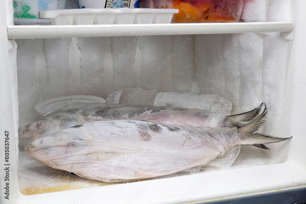 ilish, National fish of Bangladesh Hilsafish ilisha terbuk hilsa ...