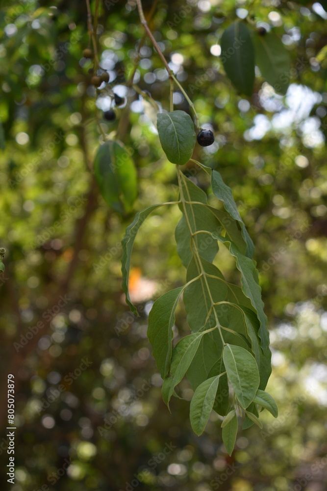 Santalum album the sandalwood tree images showing ripe black fruit ...