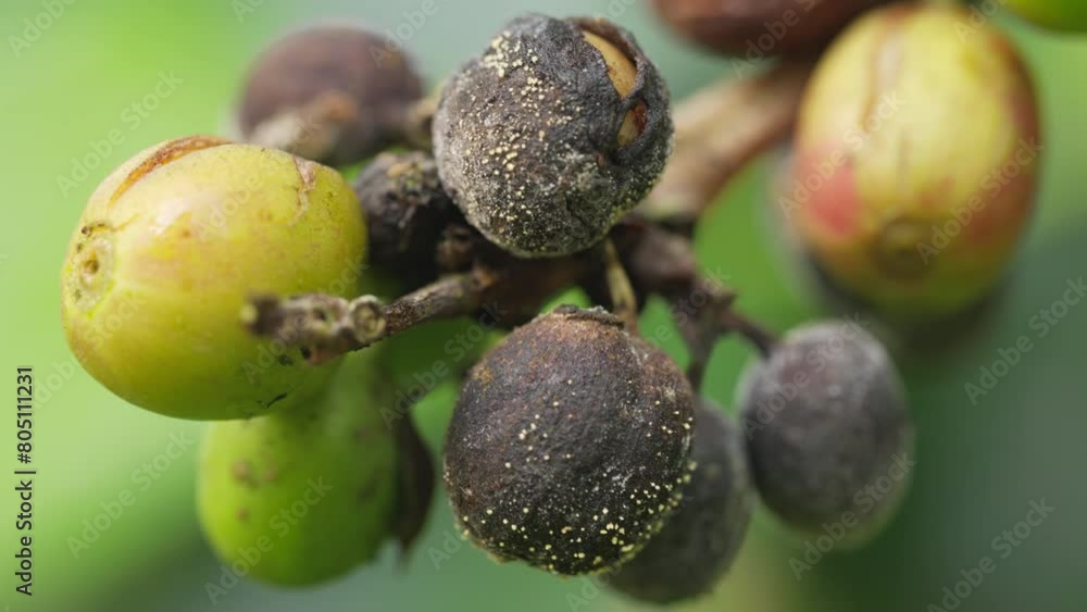 Close-up of coffee cherries infected with colletotrichum kahawae, a ...