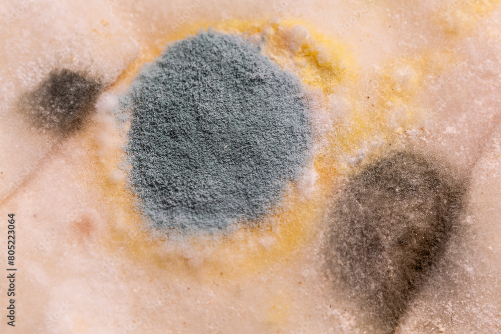 Bread molds macro. Rhizopus stolonifer is commonly known as black bread ...