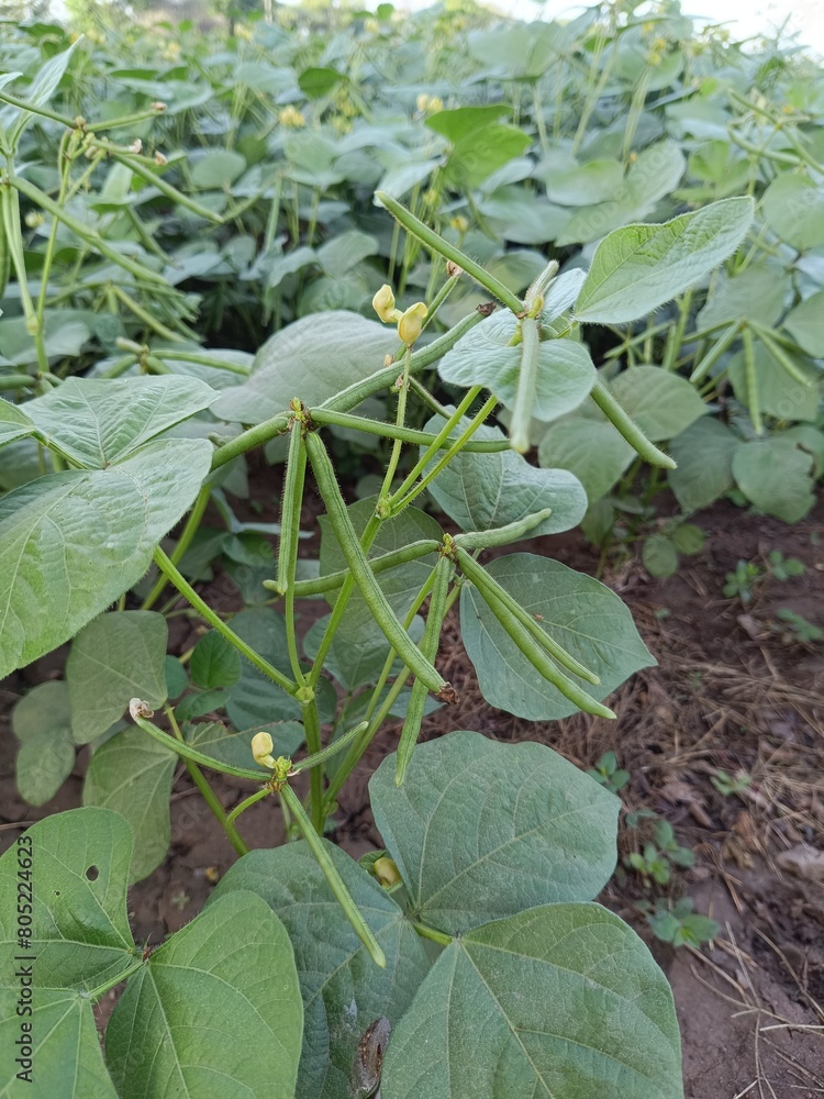 Green Mung bean crop close up in agriculture field, Mung bean green ...