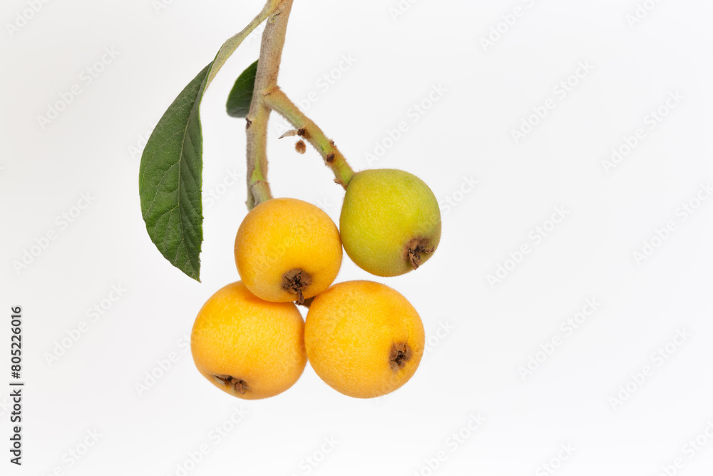 Loquat fruits on branch isolated on white background. The loquat or ...