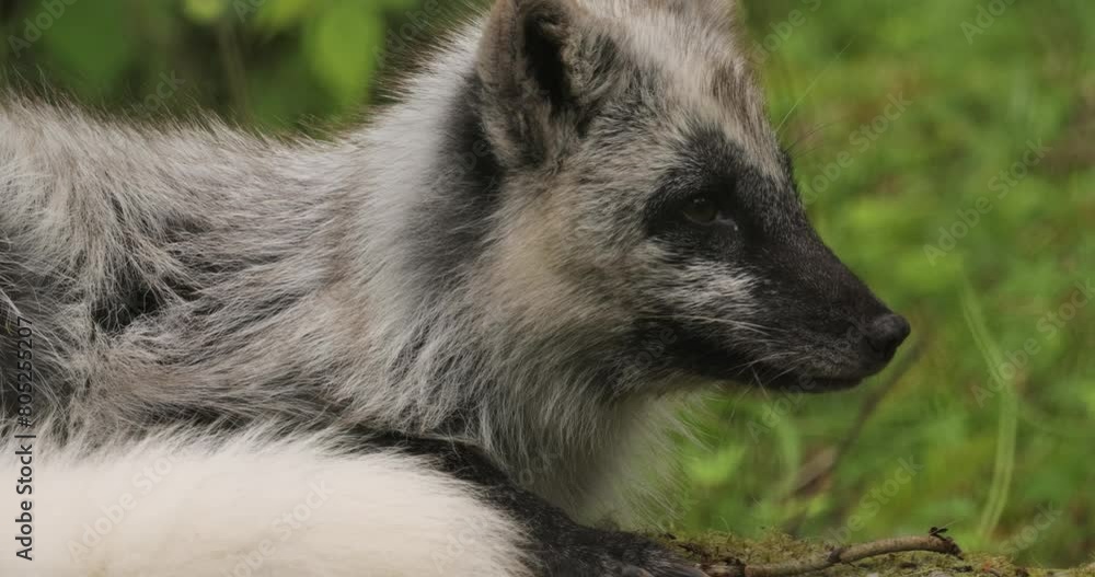 Arctic fox (Vulpes lagopus) also known as the white fox, polar fox, or ...