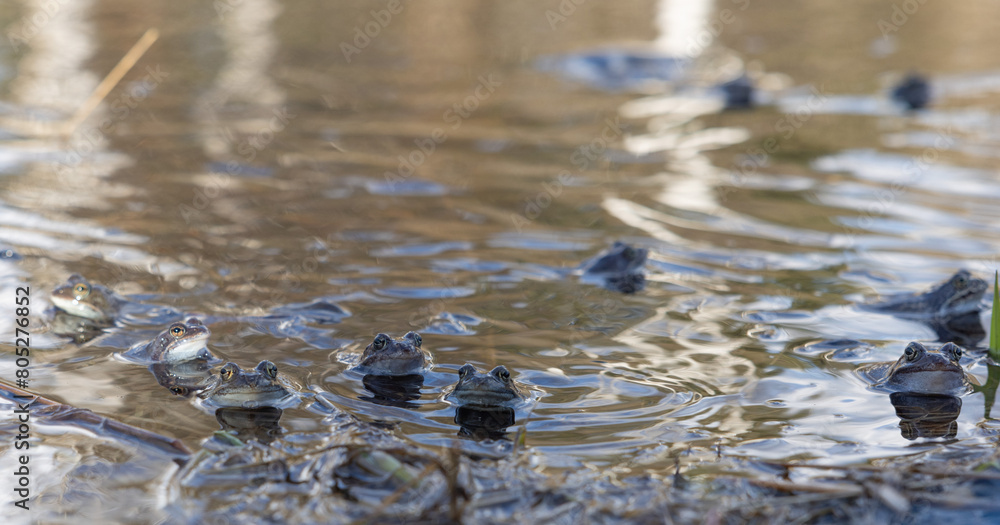 Frogs and toads in the swamp. Spring. Time to spawn. Green slippery ...