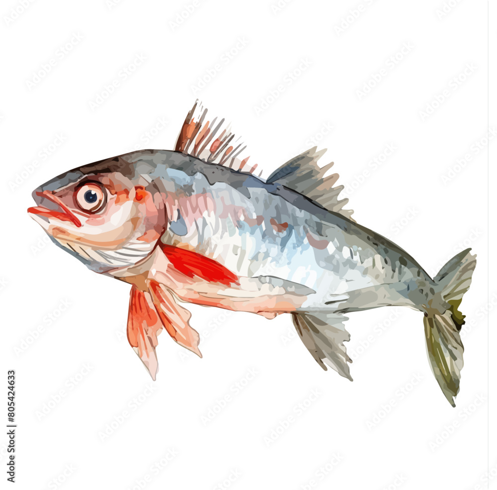 Watercolor painting of a mullet fish, isolated on a white background ...