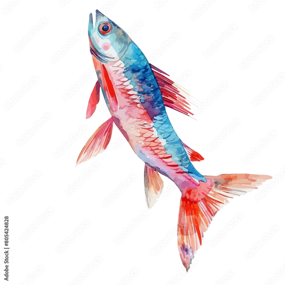 Watercolor Vector painting of a mullet fish, isolated on a white ...