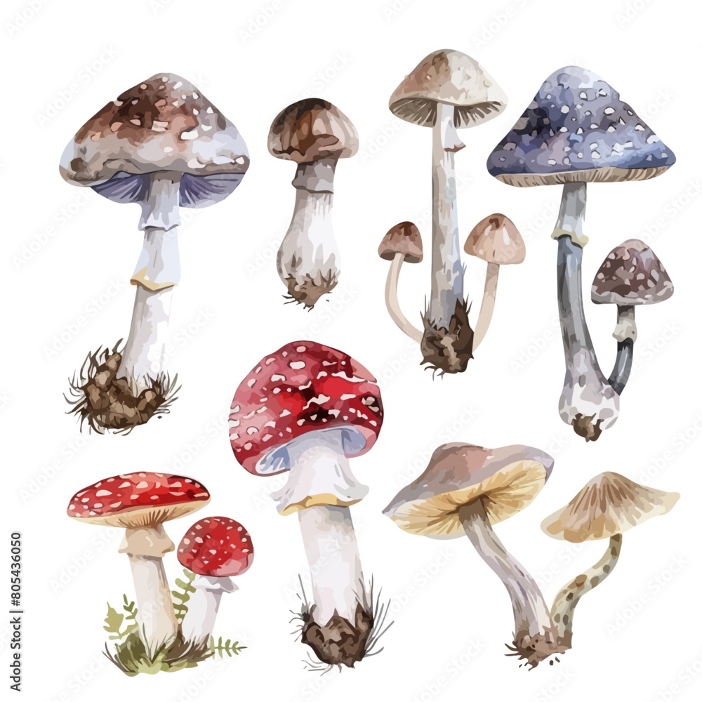 Watercolor vector of mushroom set, isolated on a white background ...