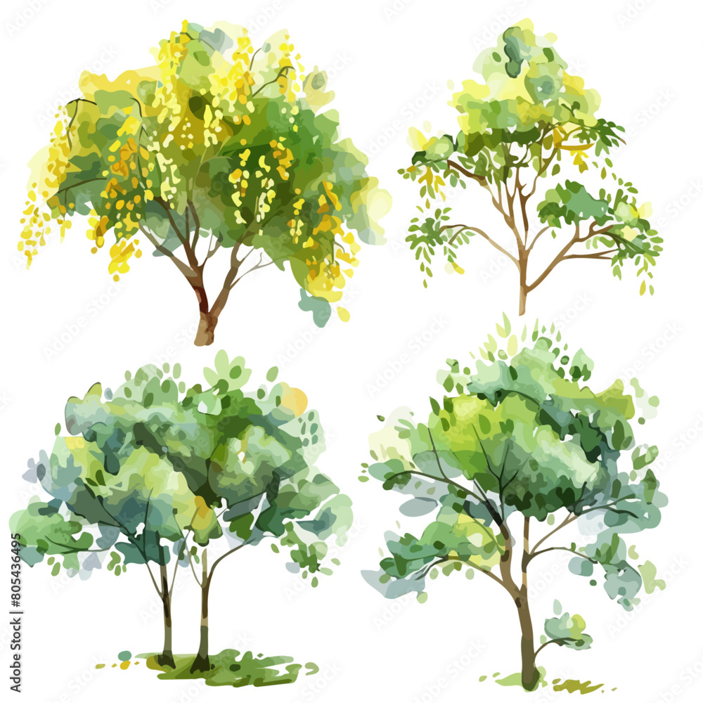Watercolor Vector of a Acacia, isolated on a white background, Acacia ...