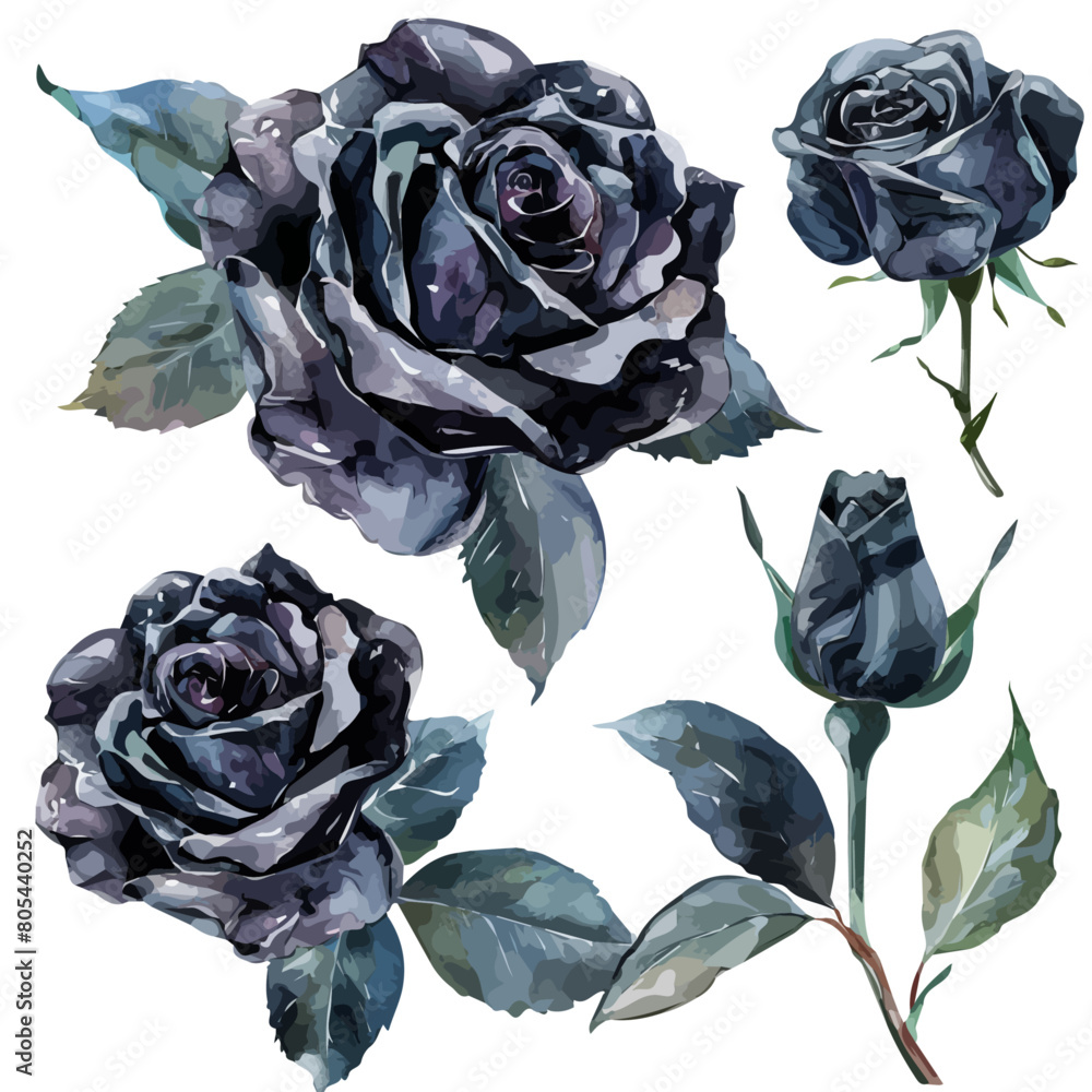 Watercolor vector of black rose, isolated on a white background, design ...