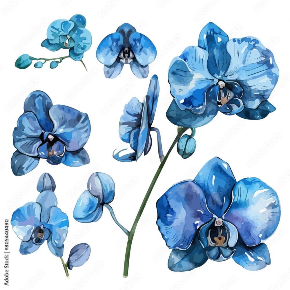 Watercolor Vector of a blue orchid, isolated on a white background ...