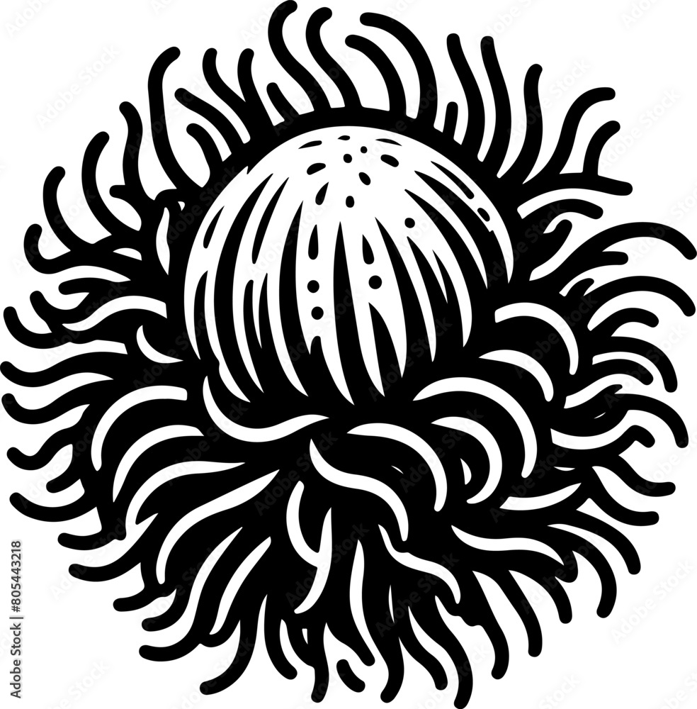 Rambutan black outline illustration. Coloring book. Stock Vector ...