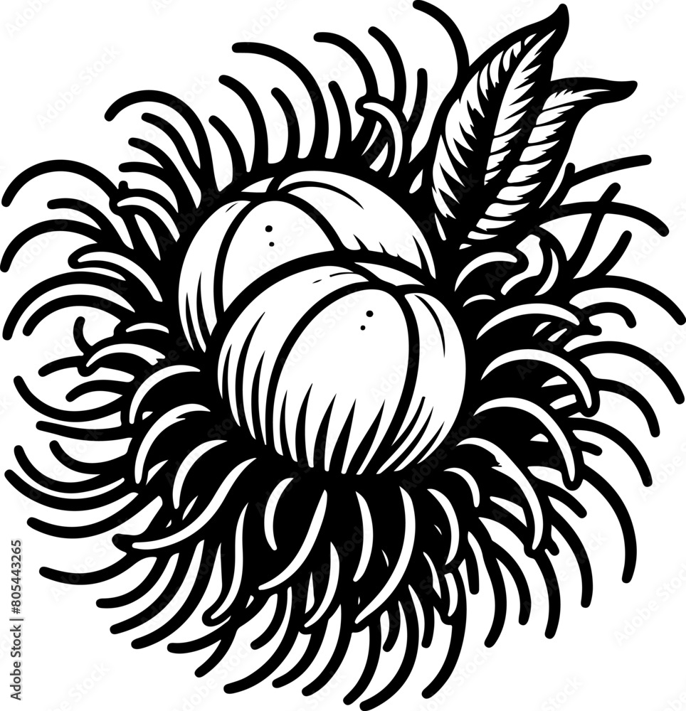 Rambutan black outline illustration. Coloring book. Stock Vector ...