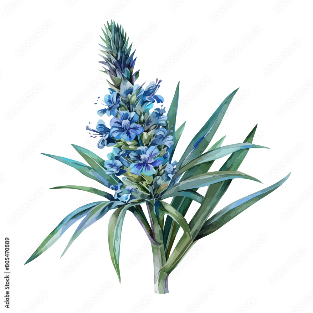 Watercolor clipart of a echium vulgare (Slangenkruid), isolated on a ...
