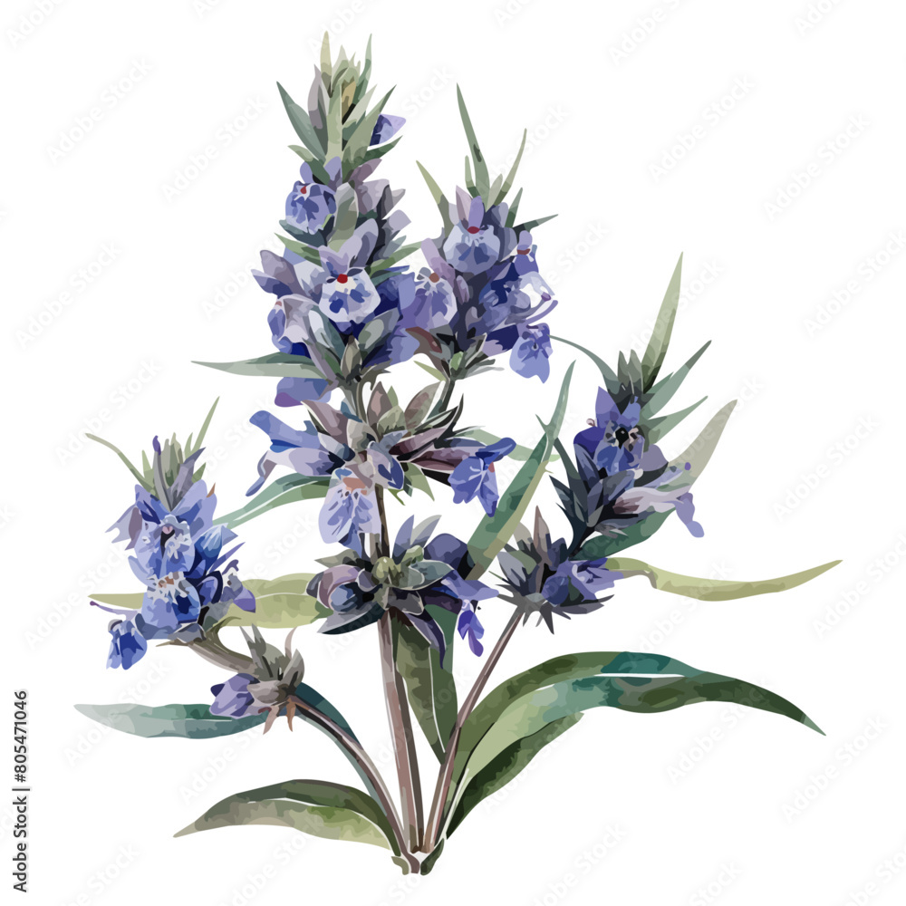 Watercolor painting of a echium vulgare plant (Slangenkruid), isolated ...