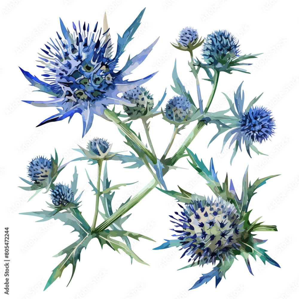 Watercolor Vector painting of a eryngium (Eryngos Plant) caeruleum ...